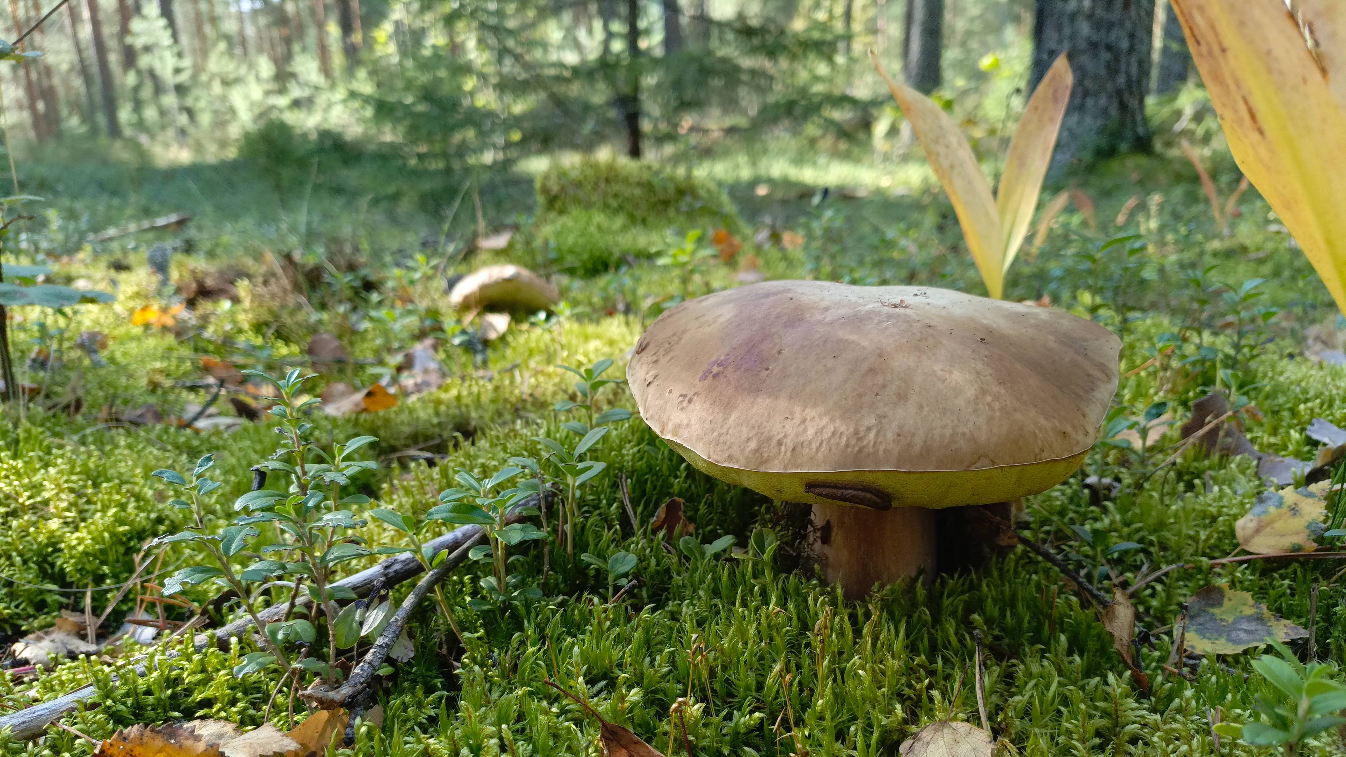 Тихая охота в лесу