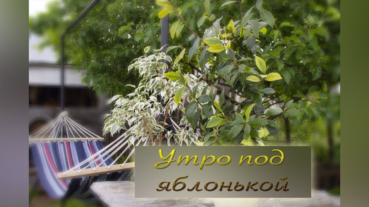 Утро под яблонькой