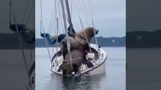 VID_20221218_181720_495.mp4