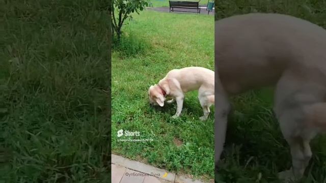 Когда фанат футбола.mp4