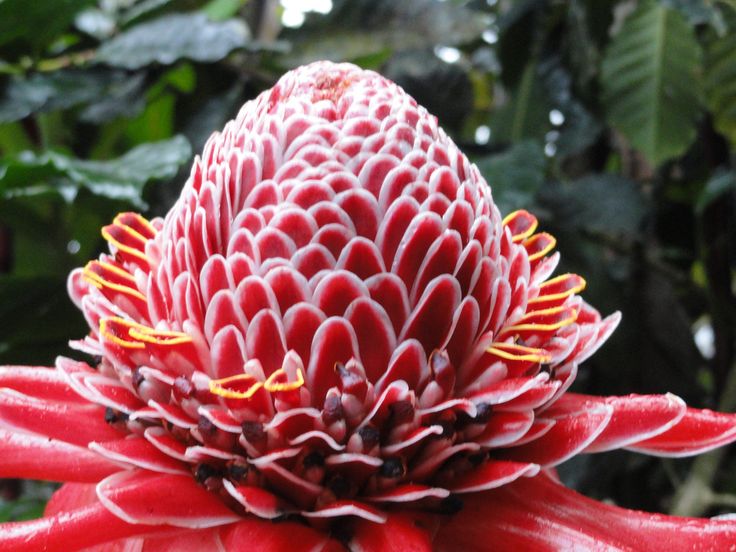 Имбирь РЕЛАКС АРТ-ТЕРАПИЯ ИМПРОВИЗАЦИЯ композитор Виктор Анохин #piano #музыка #instrumental #цветы