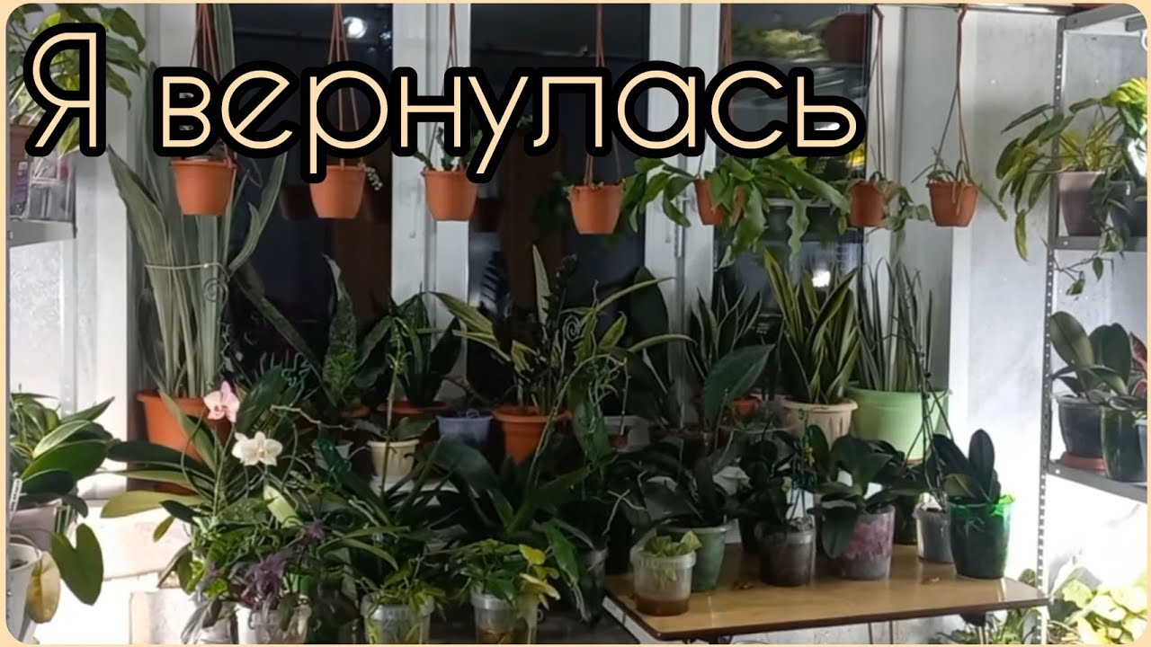 Куда пропала?Главные изменения среди растений?Жду посылку?Перестановки для цветения Орхидей?Уход