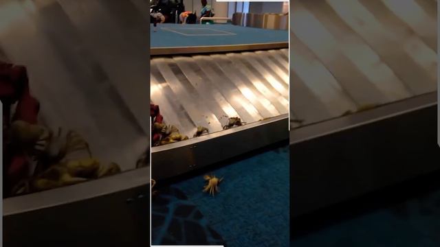 Крабы убежали)))