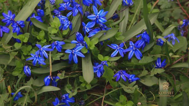 Showreel, выпуск  89