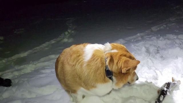 Однажды в подмосковной деревне. Спасаем рыбу в глухозимье.