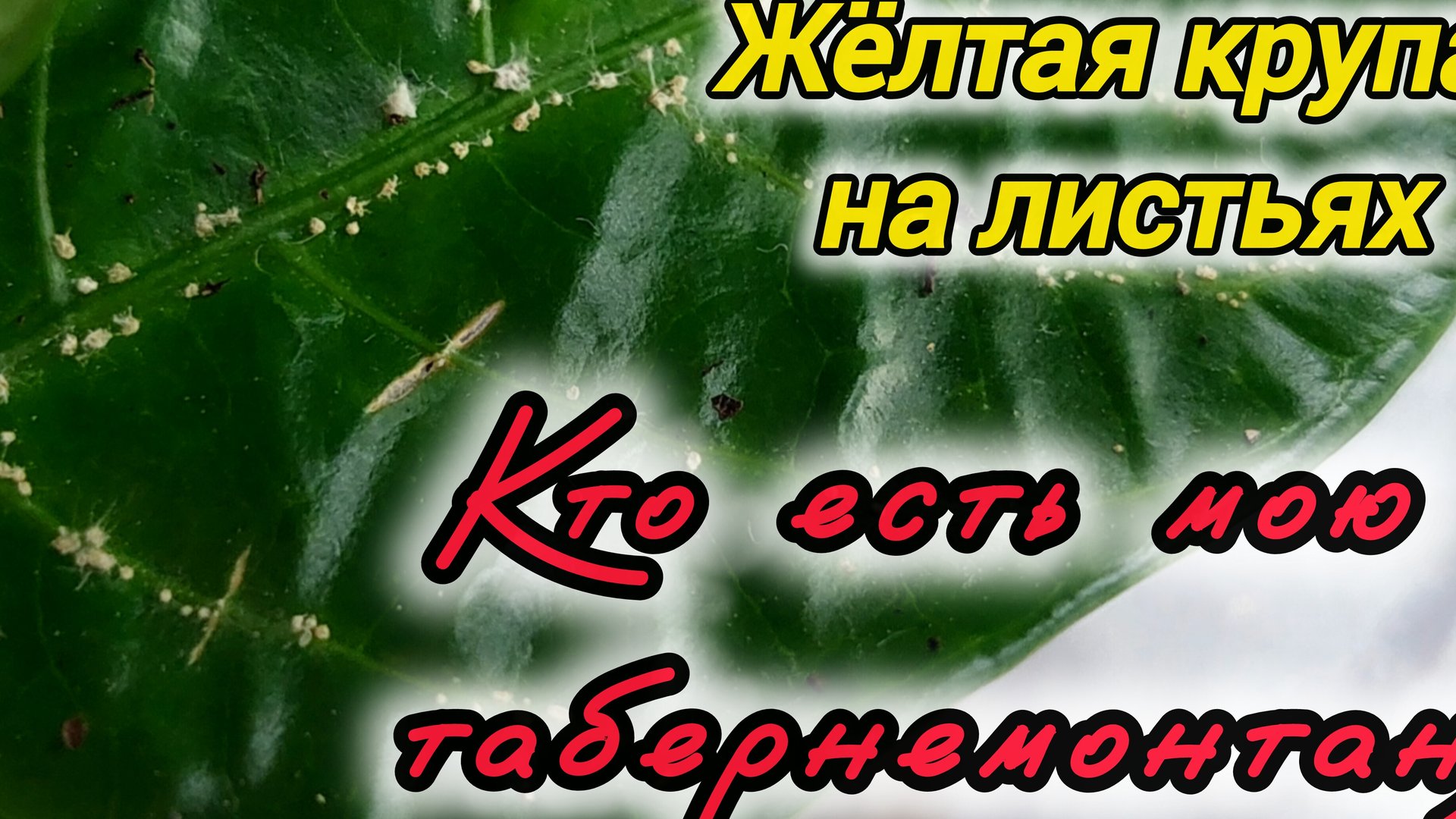 Белые точки на листьях, кто ест табернемонтау