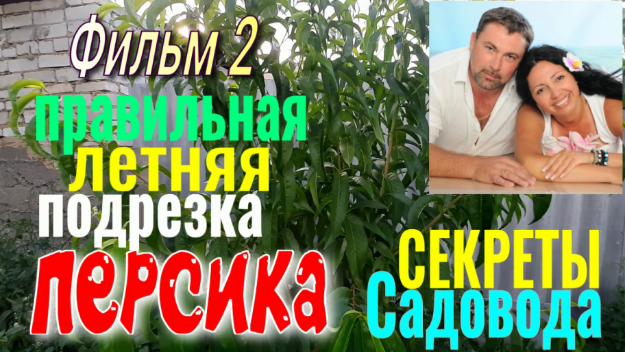 Правильная ПОДРЕЗКА Персика, Молодого ПЕРСИКА. Летняя ОБРЕЗКА, Формирование Саженцев. Фильм 2