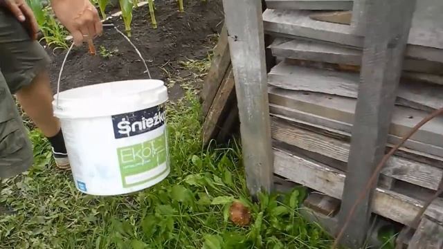 Как вырастить много белых грибов на своем участке (результат).mp4