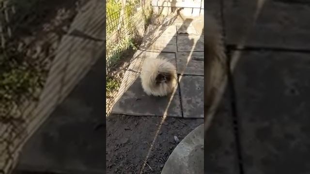 пекинес СИРЕНЕВЫЙ ТУМАН ПОМОРЬЯ в 2020 году 10го июля  исполнилось 11 лет.mp4