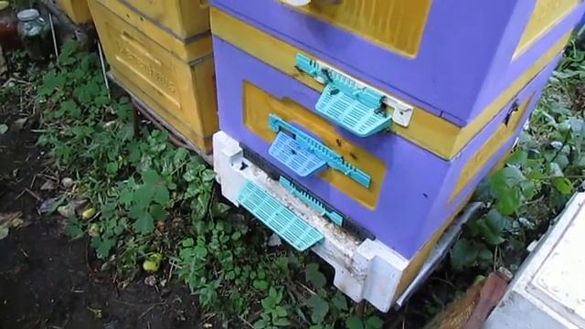 лучший вариант 12 рамочного улья на моей пасеке, часть 3 - замена матки в июле, безрасплодный период