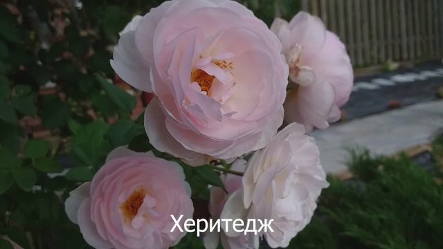 16 сортов роз Д.Остина и 9 сортов плетистых роз  ОБЗОР под приятную музыку