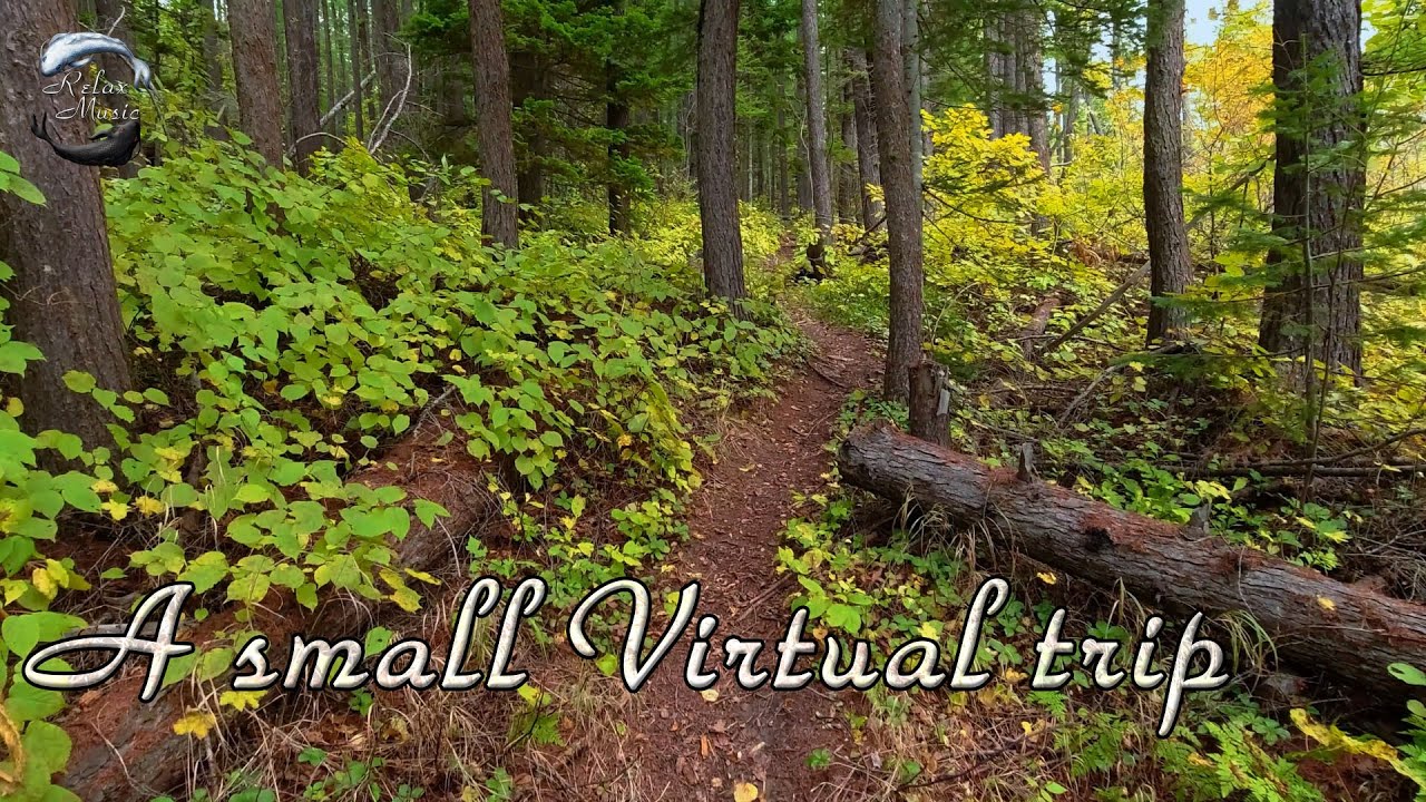 Виртуальная прогулка по осеннему лесу / Расслабляющая музыка и звуки природы
