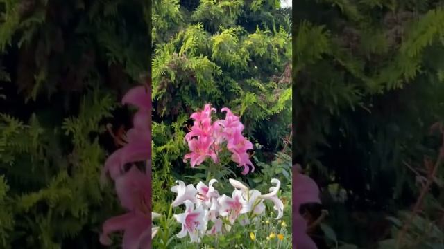 Композиция «Туя и лилии».mp4