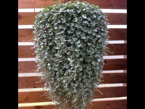 ОБЗОР УЖЕ ВЫСАЖЕННЫХ ЦВЕТОВ В ГОРШКИ!