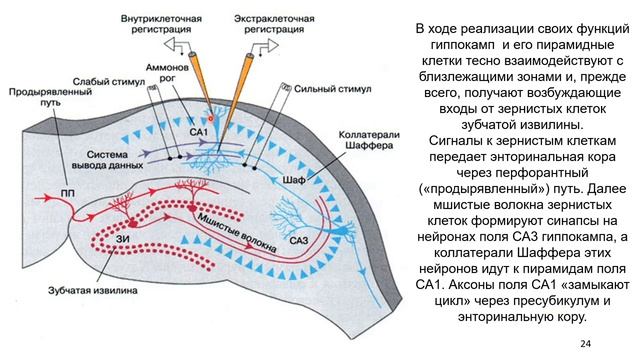 4. Дубынин В. А. - Мозг_ как он устроен и работает - Лекция 4.mp4
