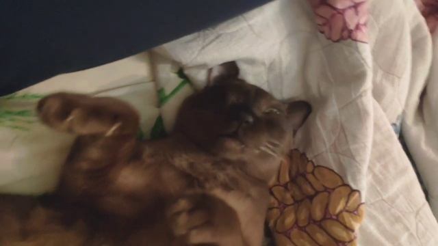 Окаменевший кот Бурма??