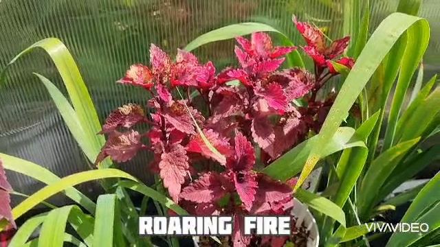 Колеусы с названиями сортов около 30 сортов