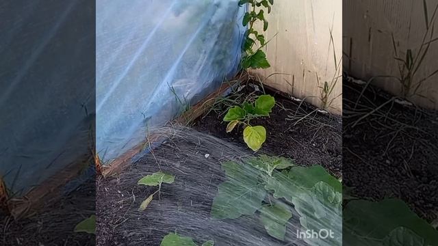 Поливаю огород.