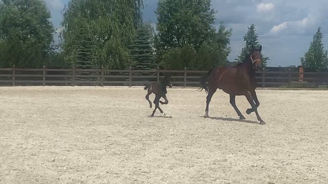 Vinchester de Temple