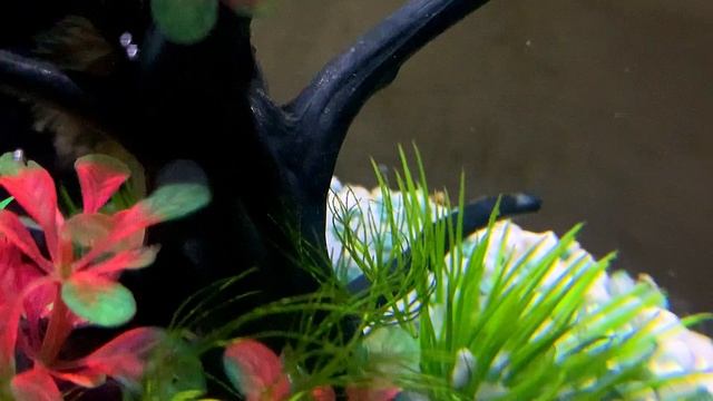 Аквариумная Рыбка Грегори спрятался ?