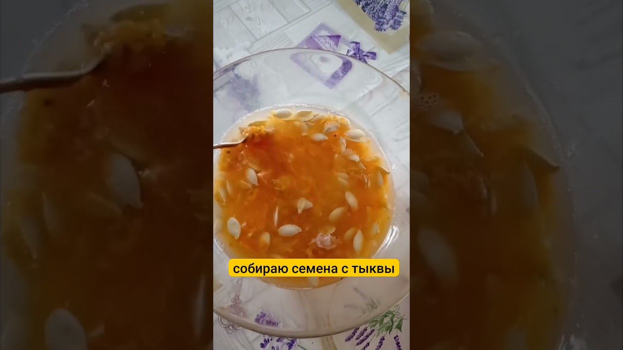Как собрать семена с тыквы. #дача #тыква #семена  #семенатыквы