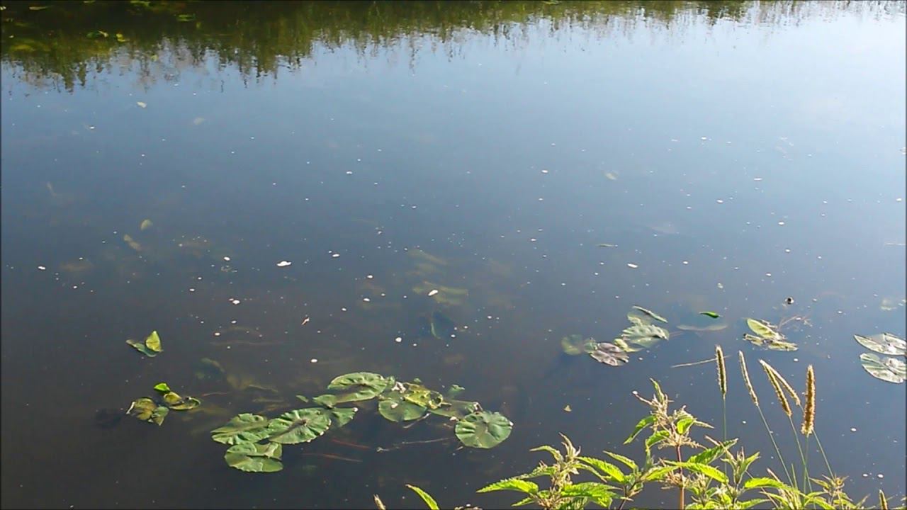 Нерест карпа