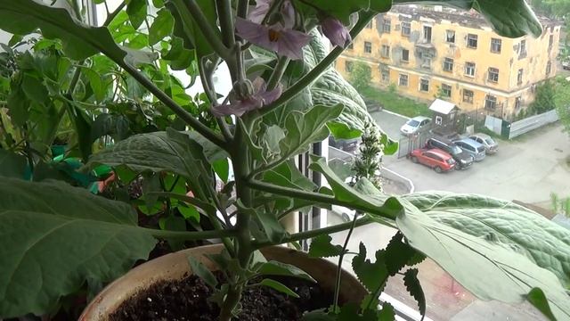 Цветет комнатный баклажан Бейби блэк F1.