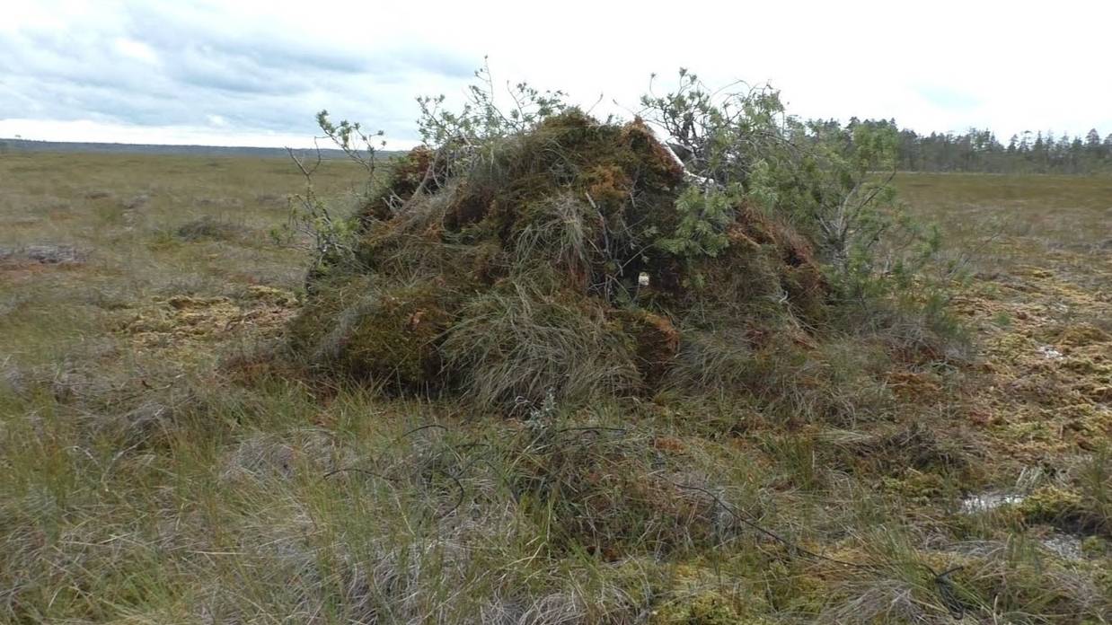 Болотный скрадок