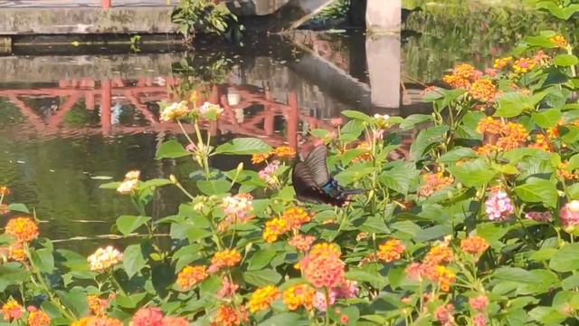 Син Исинь (幸怡鑫), студентка 3-го курса. Стихотворение «Цветок»