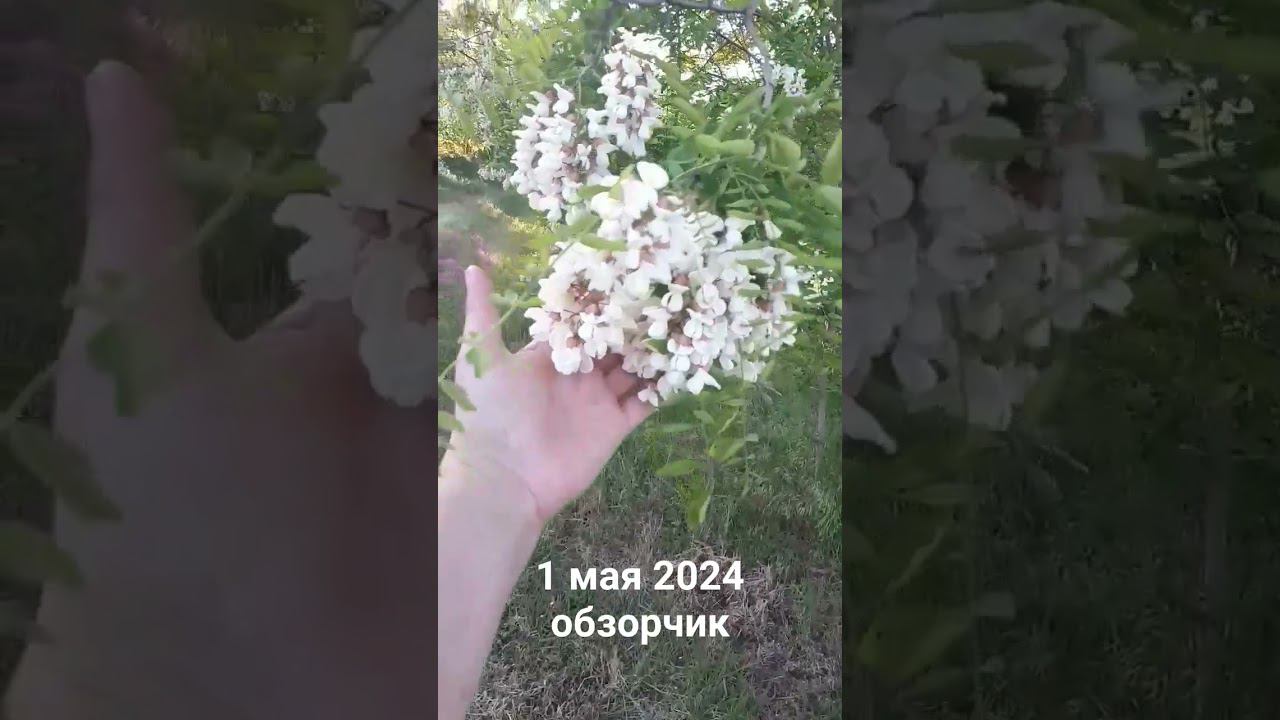 Цветение акации, вишня, козы