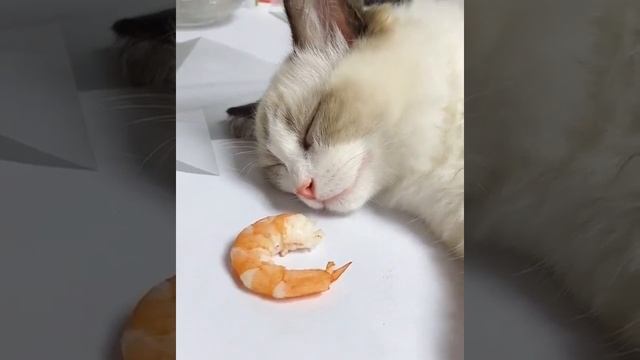 Креветочные сны.