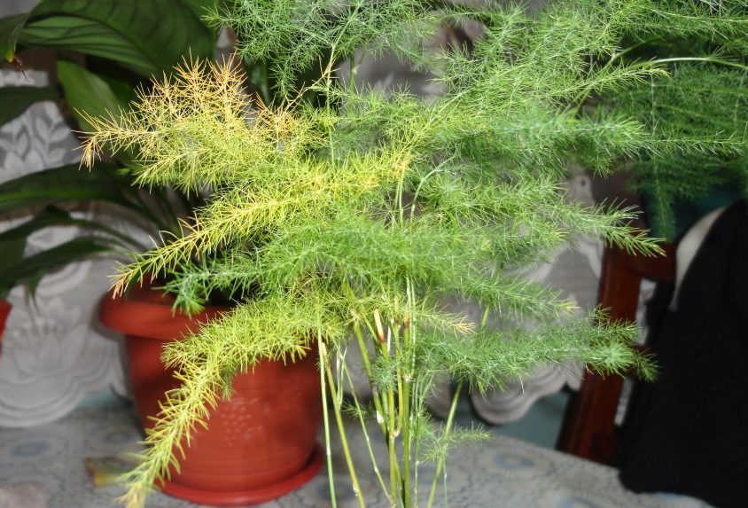 Почему аспарагус желтеет и осыпается, и что делать для спасения комнатного цветка?