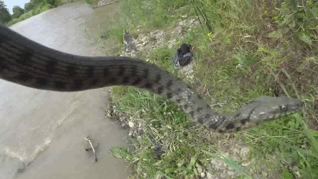 Метровый водяной уж