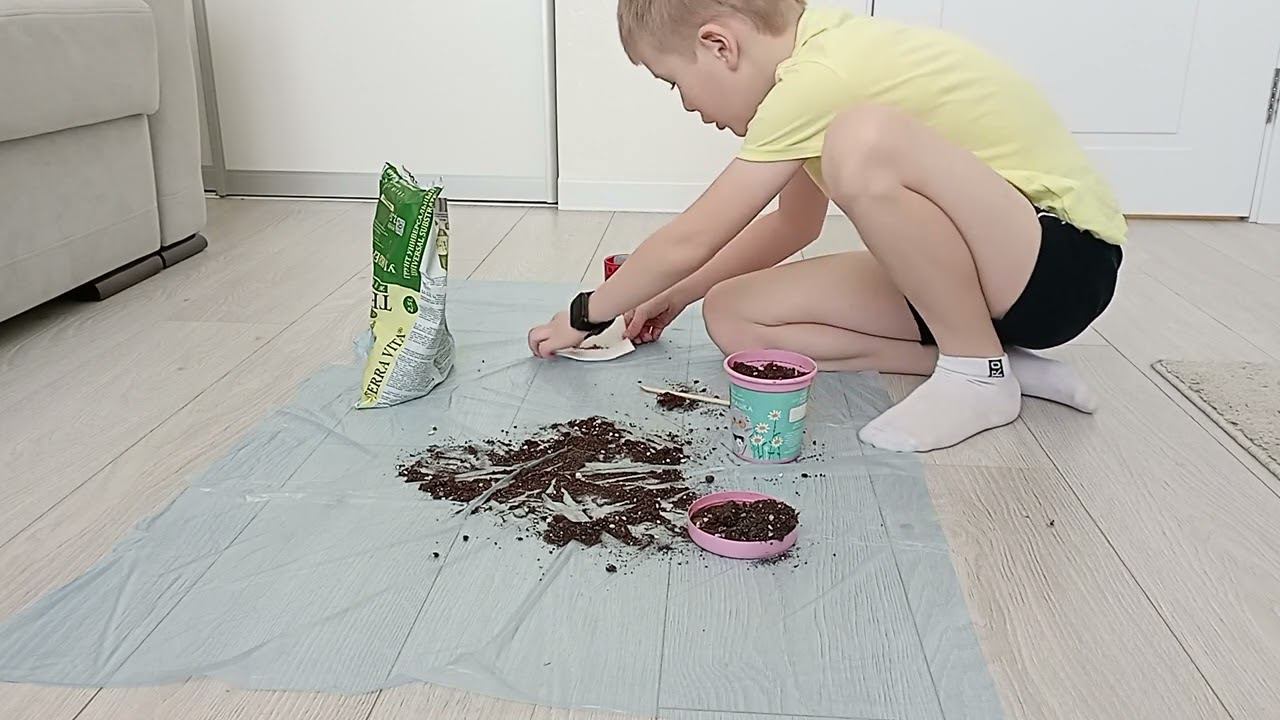 Сажаю базилик