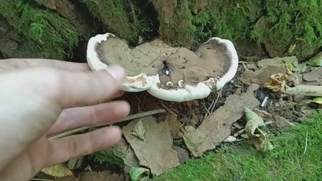 ОТец ищет грибы 27 августа. Взял трутовик плоский