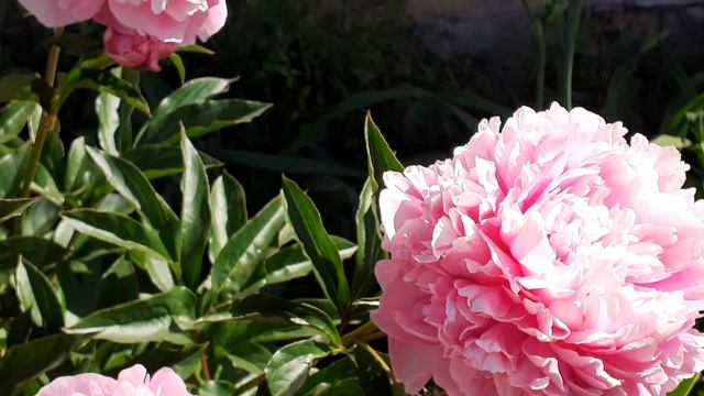 САРА БЕРНАР, пион