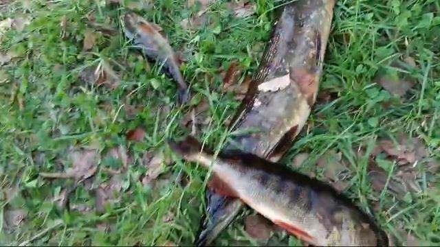 рыбалка в Карелии