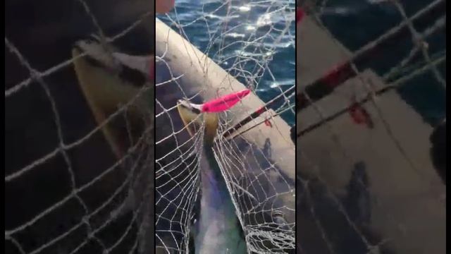 Ловля симы на воблер 80 мм (13 гр) от Mr. Musurok