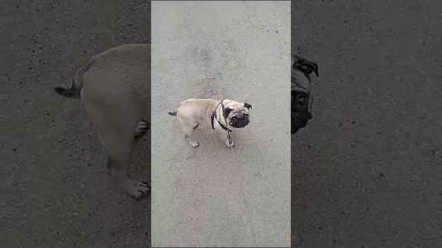 Оливье, устали гулять