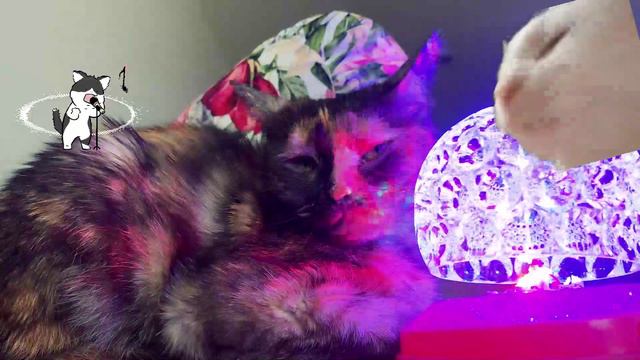 Мои кошки Обними кота 2024