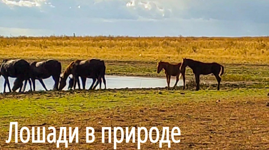 Лошади в природе