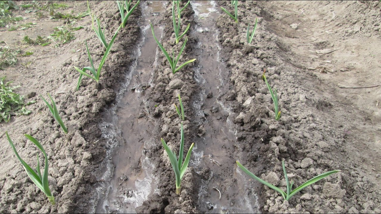 Подкормка чеснока весной