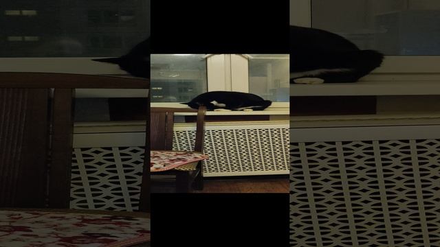 Смешные кошки