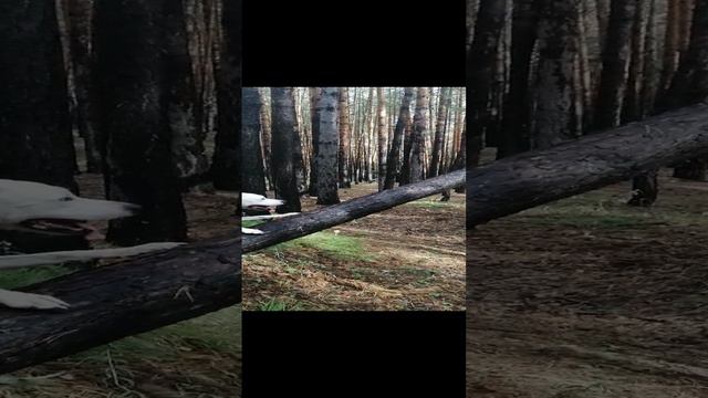 Боязнь высоты №1