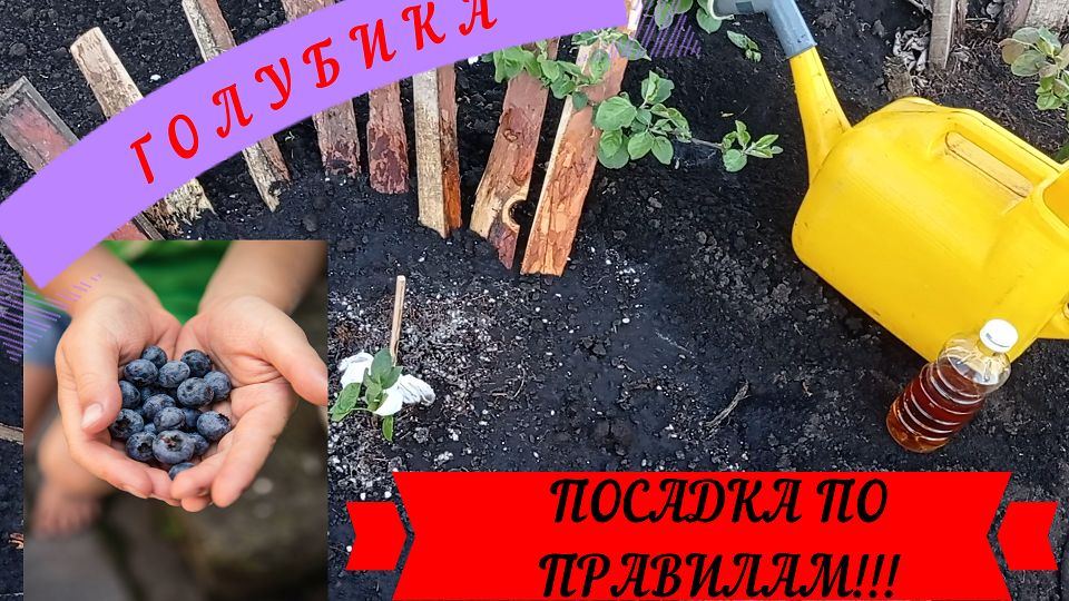 #голубика#ГОЛУБИКА ПОСАДКА ПО ПРАВИЛАМ!#голубика#посадкаголубики#голубикавБашкирии#выращиваниеголуби