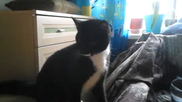 кот Сима злится.mp4