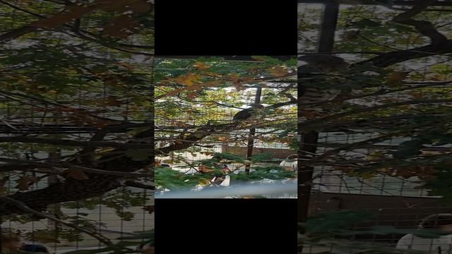 Хищная птица в Сафари Парке в Геленджике