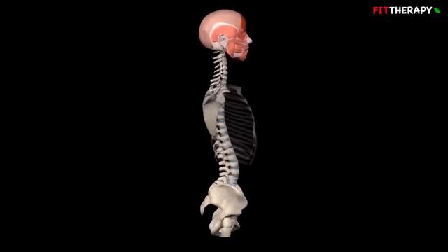 Анатомия шпагата. Видеоисследование от Пенкина Егора