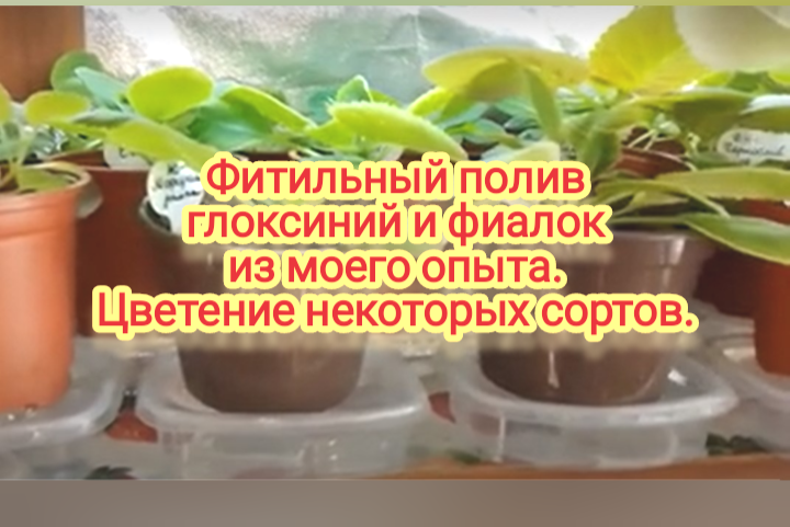 Фитильный полив глоксиний и фиалок из моего опыта. Цветение некоторых сортов.