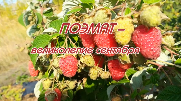 ПОЭМАТ  урожай сентября.